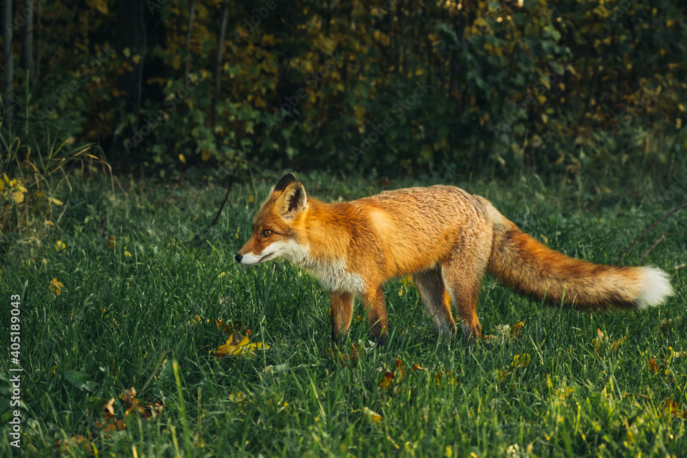 Wild red fox in the forest in the evening. Cute animal in nature ...