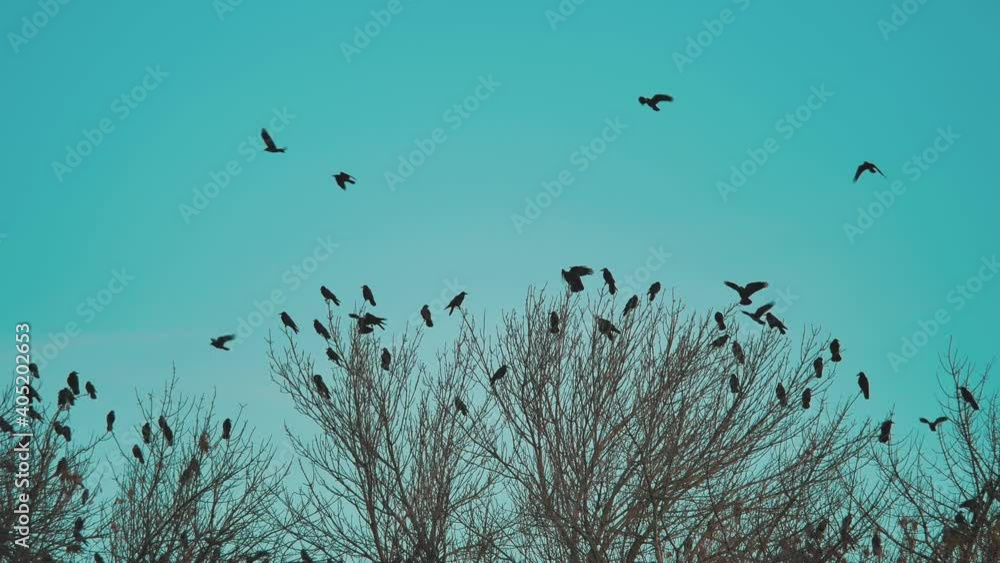 flock of birds taking off from a tree, a flock of crows black bird dry ...
