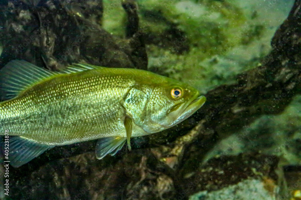Acuario De Lobina Negra