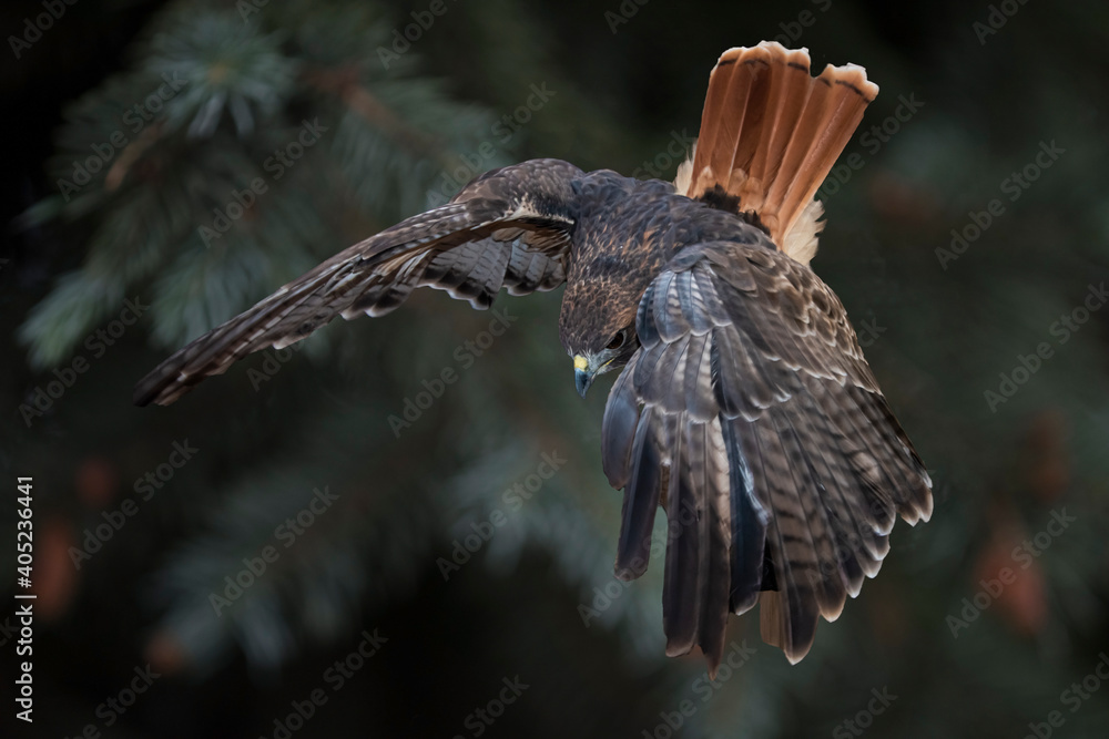 Diving Hawk