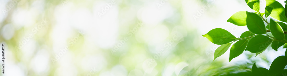 Closeup of green nature leaf on blurred greenery background in garden ...
