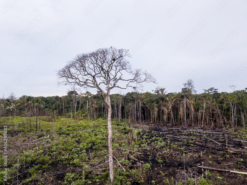 Drone aerial view of burn meadow,cut trees in cattle pasture farm in ...