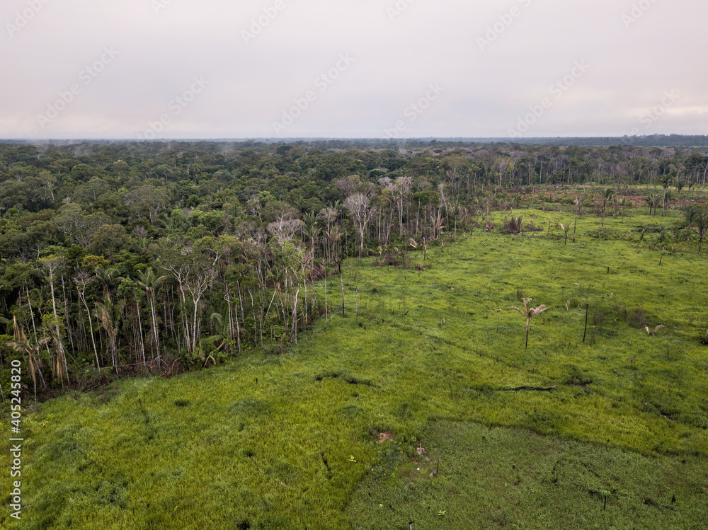 Deforested area to plant grass and open pasture for cattle farms in the ...