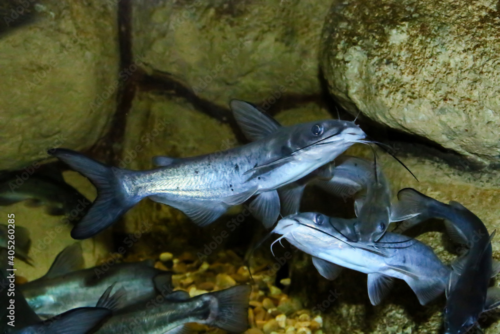 El bagre de canal (Ictalurus punctatus), especie invasora en España. El ...