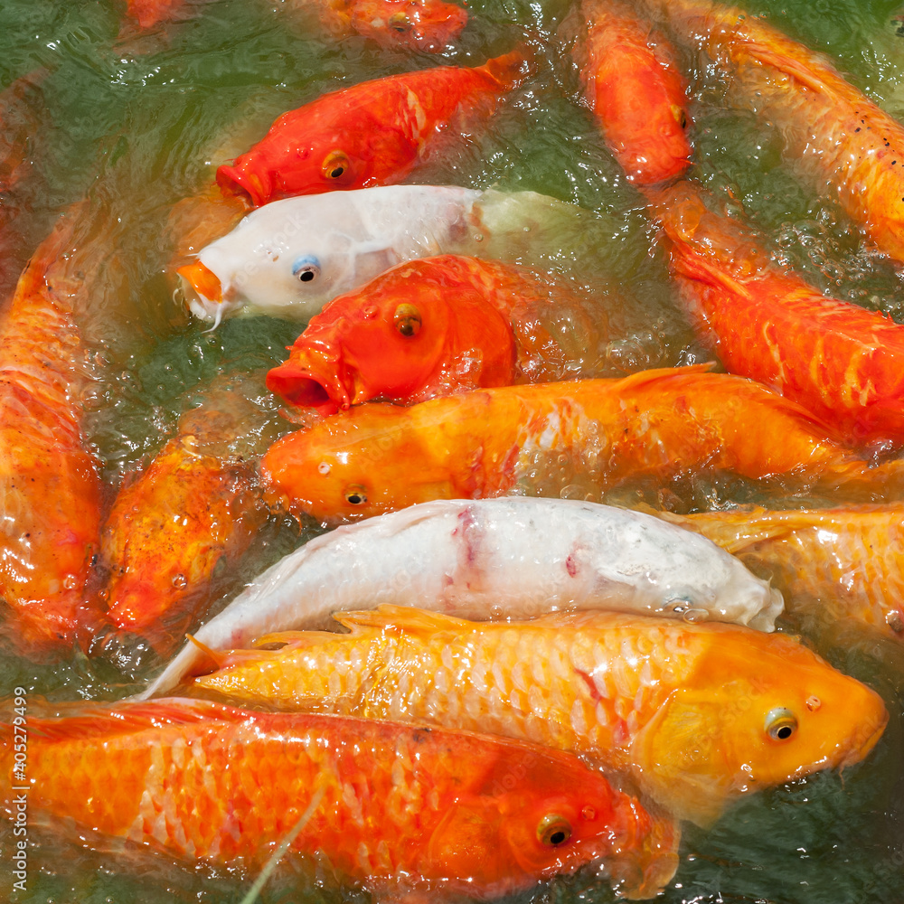 Japanese Koi fishes (Cyprinus carpio) with orange and white colors in a ...