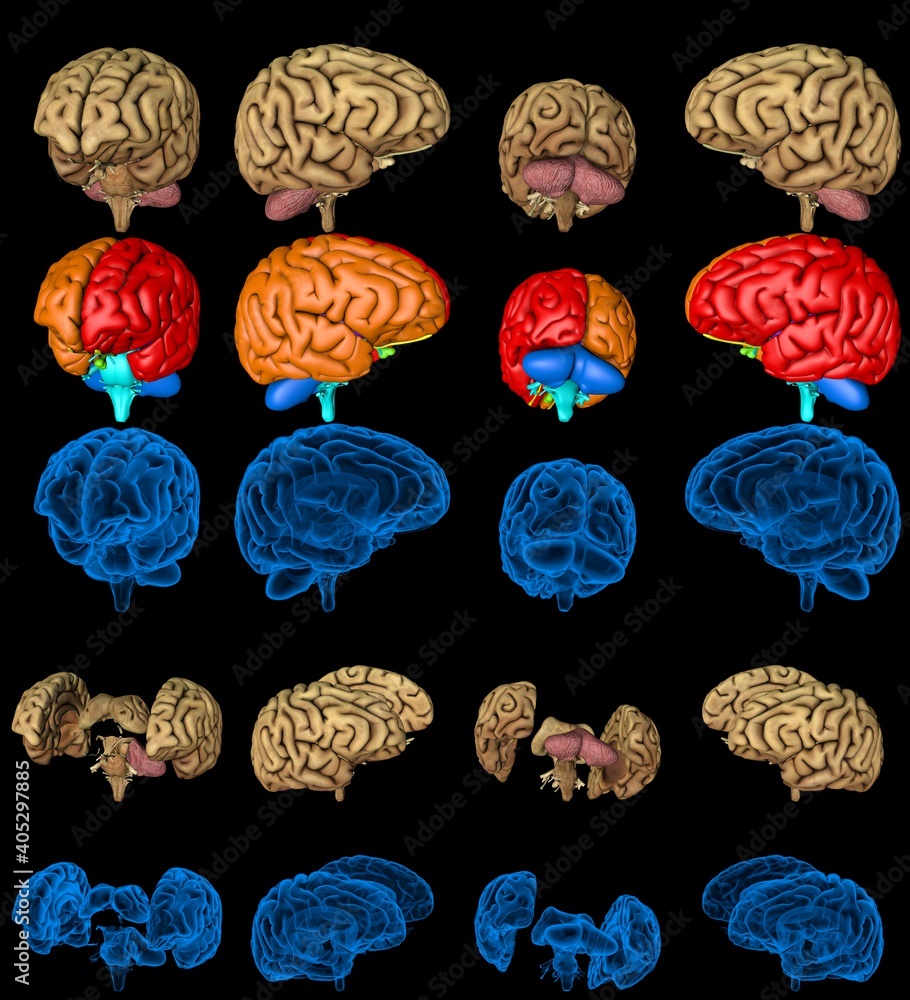 Set of isolated brain renders - whole and split with xray examination ...