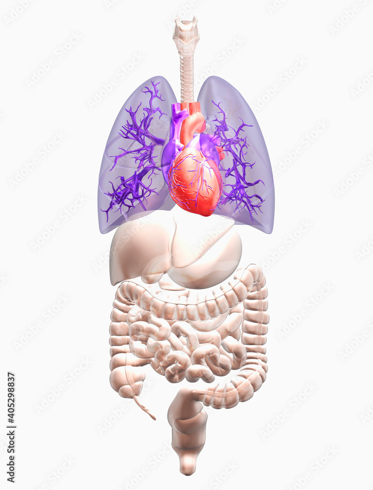Biomedical illustration showing human internal organs with heart ...