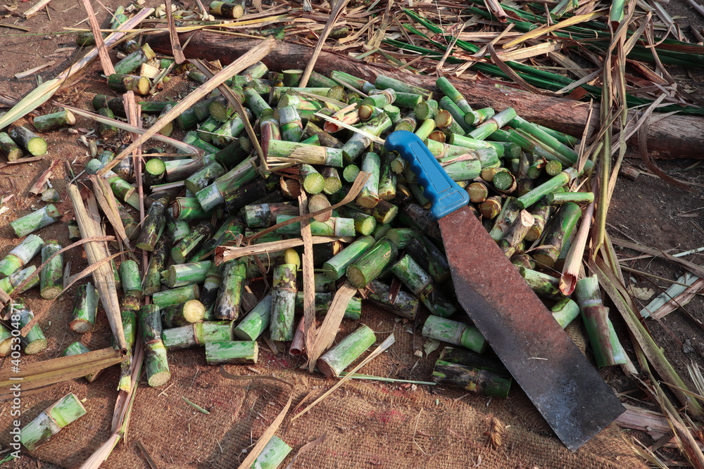 Sugarcane cut into small pieces with sharp machete knife Stock Photo ...