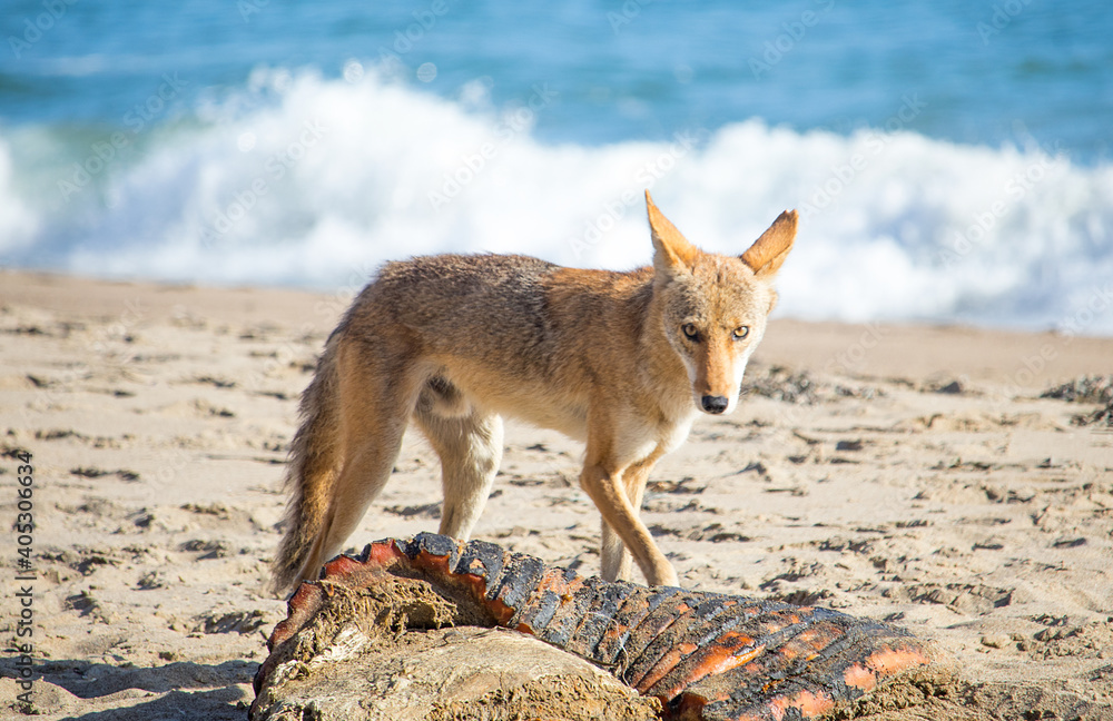 Coyote on the Beach Stock Photo | Adobe Stock