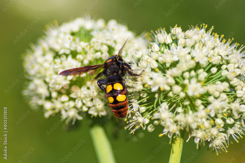 Fotografia do Stock: Megascolia maculata. The mammoth wasp. Scolia ...