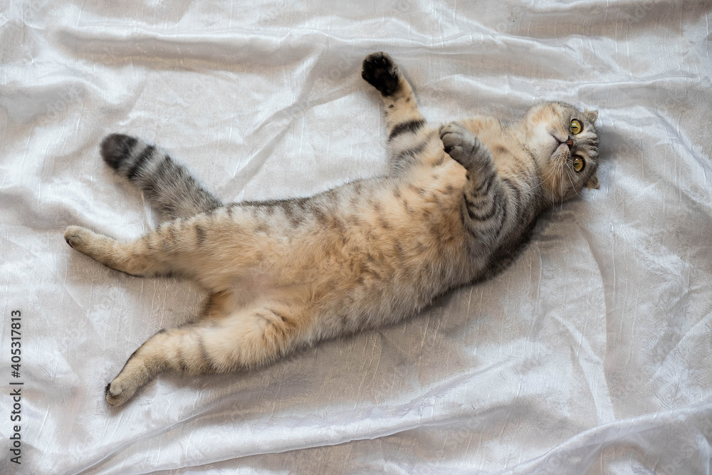 Funny fat cat sleeps on his back with his belly up. Lazy fat cat ...