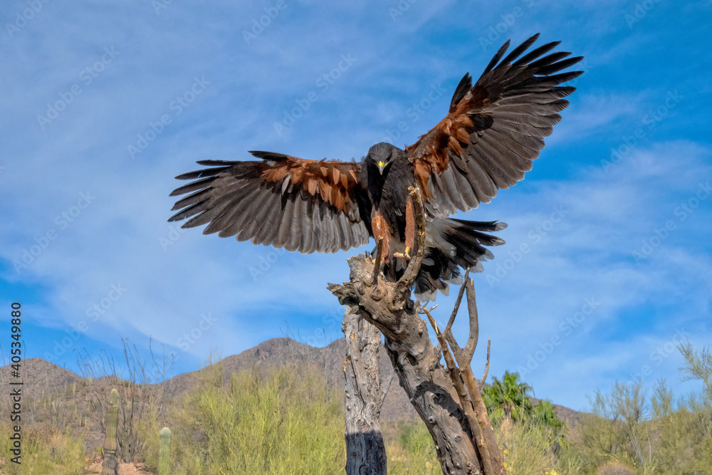 Harris's Hawk coming in for a Landing in the Sonoran Desert Stock Photo ...