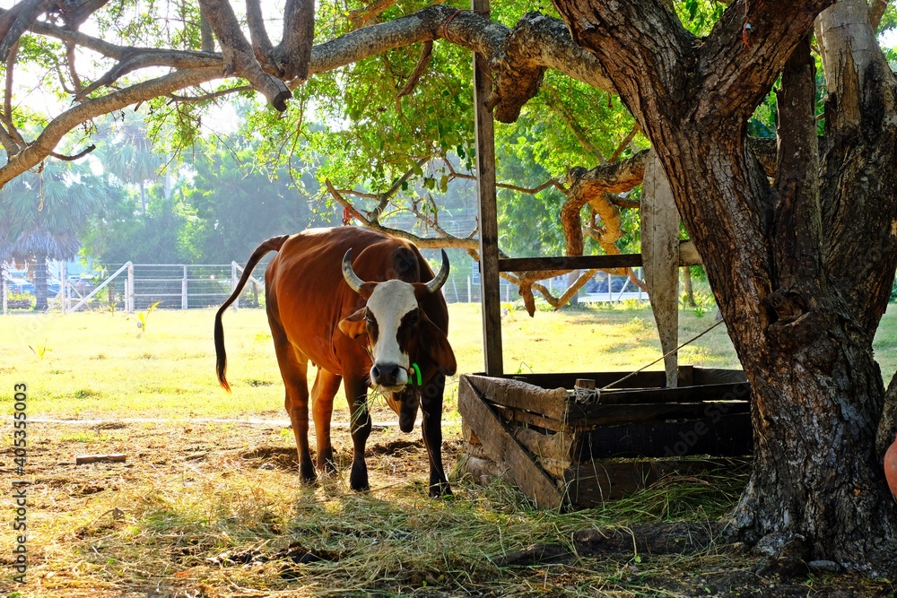 White face brown Thai cow with nice horns eating glass at free range ...