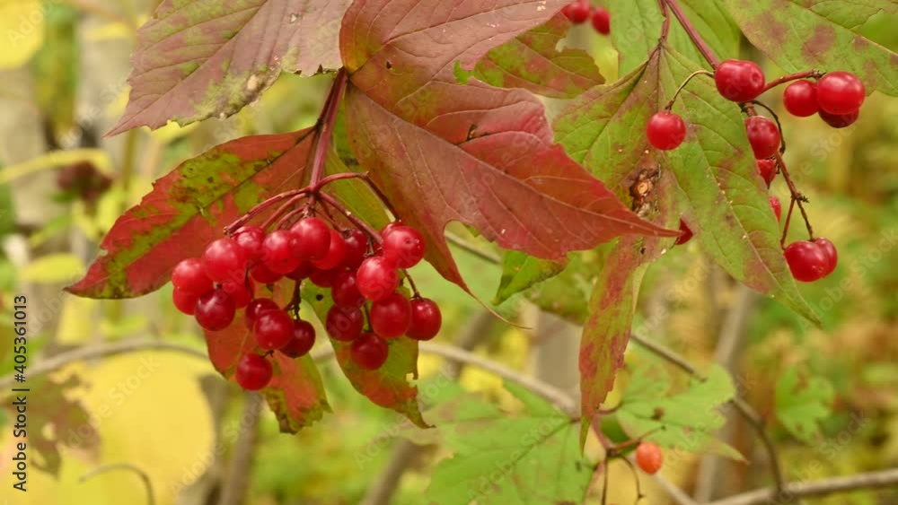 Close-up detail of bright red cranberry berries and fall colored red ...