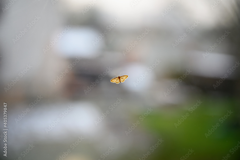 Brown moth sitting on the window. Stock Photo | Adobe Stock