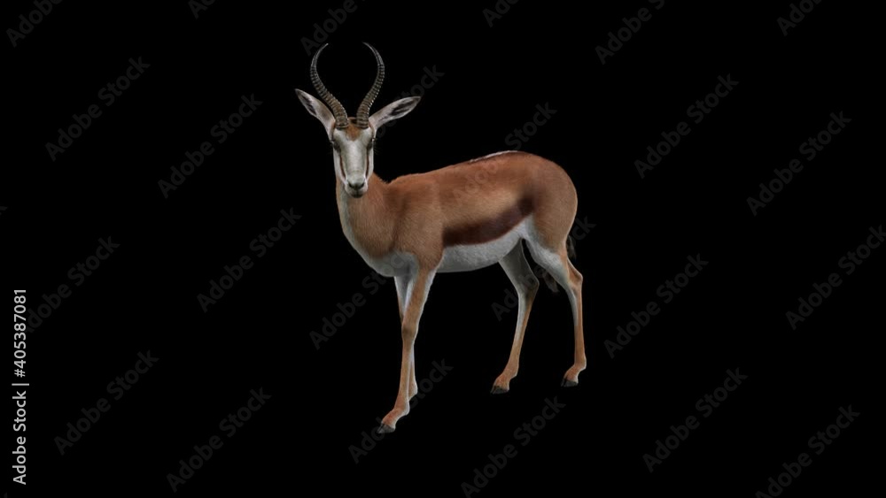 3D render animation of a springbok standing and watching, on a black ...