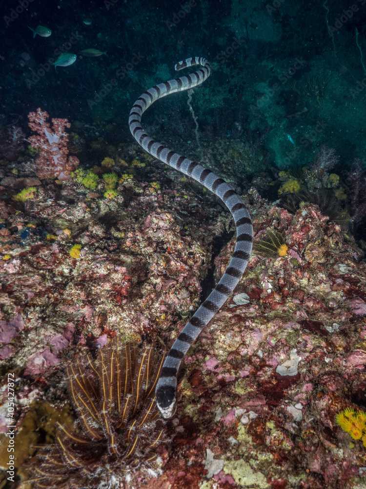 Banded sea snake swimming in a coral reef (Mergui archipelago, Myanmar ...