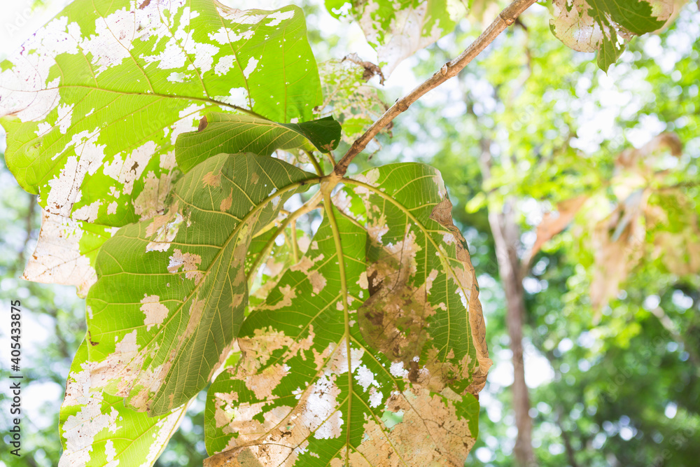 Teak Leaves Tropical Nature in Thailand (Tectona Grandis) Stock Photo ...