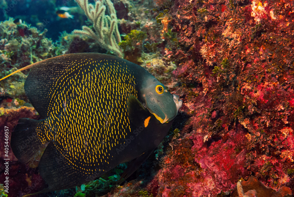 Scarred French Angelfish swimming in the Caribbean Sea Stock Photo ...
