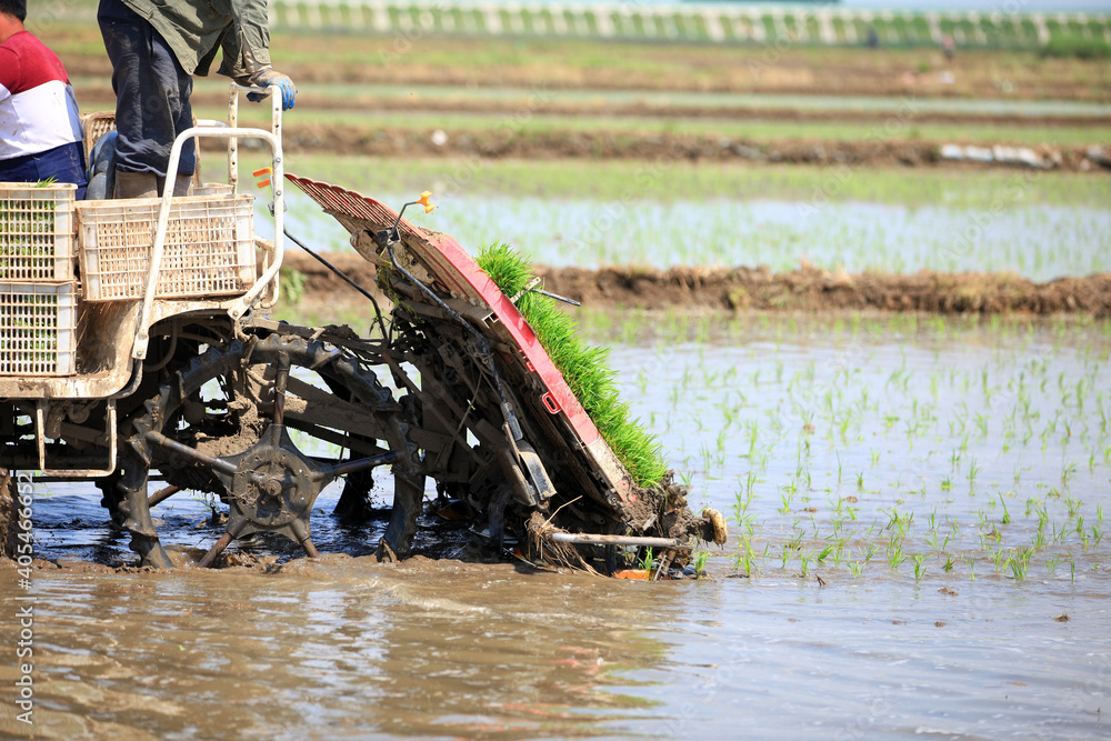 Farmers planting rice in field by using rice planting machine. Stock ...