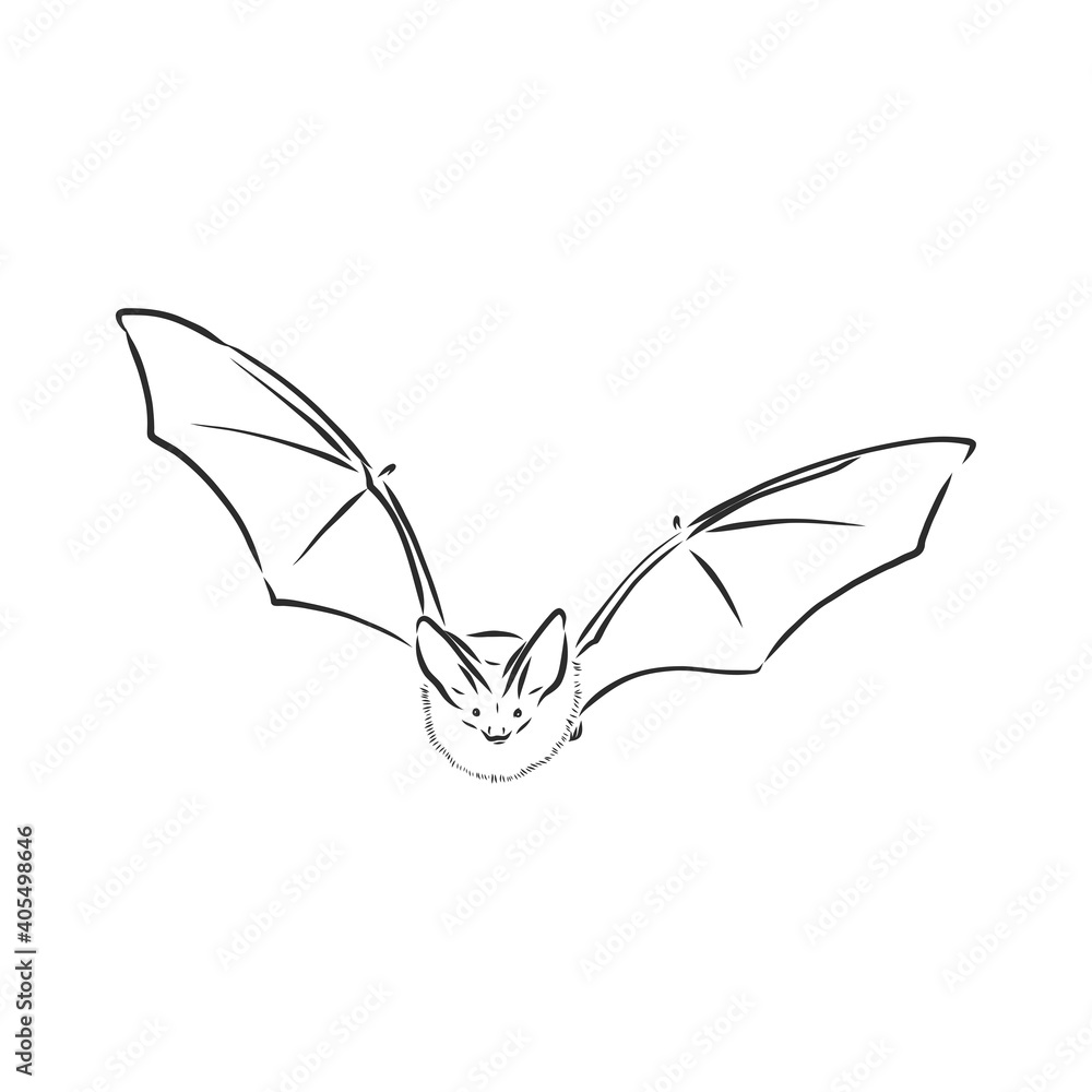 black and white flying Halloween vampire bat, sketch style vector ...