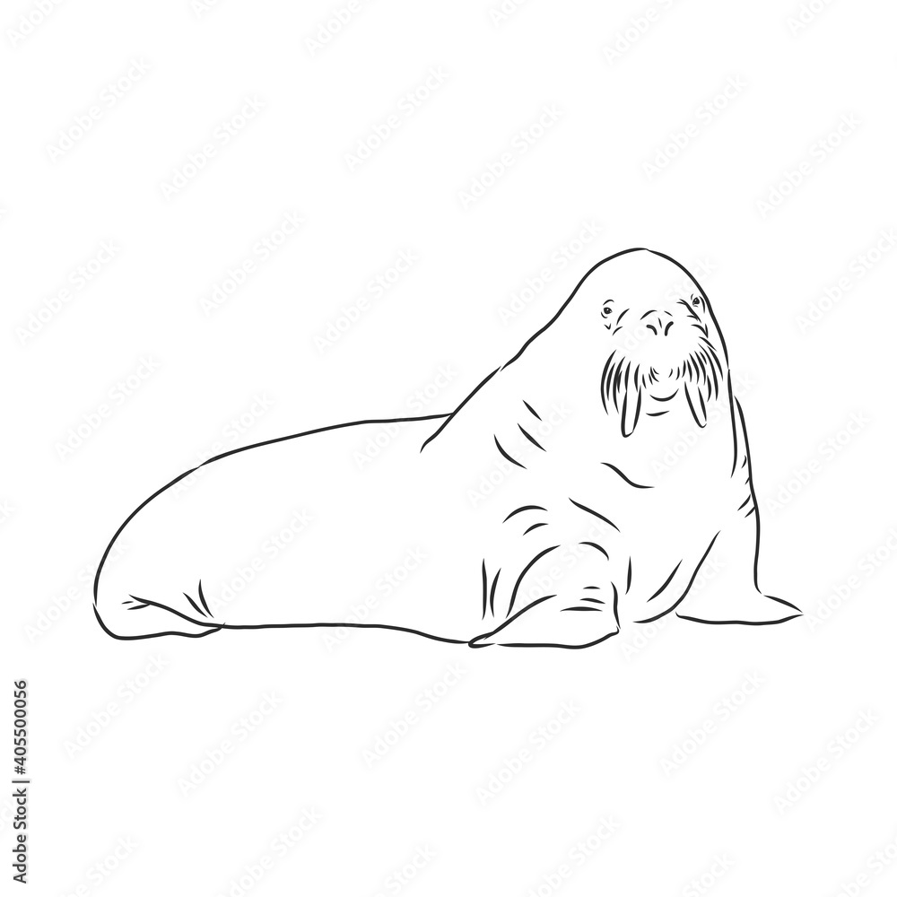 Sketch of a walrus. Hand drawn illustration converted to vector. walrus ...