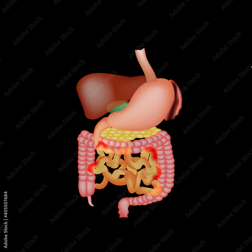 Anatomical structure of the abdominal organs. Spleen, liver ...