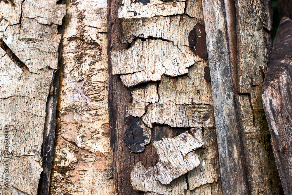 Tropical tree bark, rustic faded trunk surface. Flacking bark of aged ...