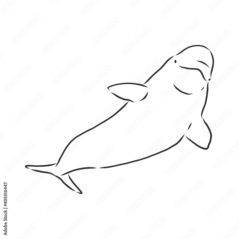 Vetor de Hand drawn vector beluga whale. Sketch engraving illustration ...
