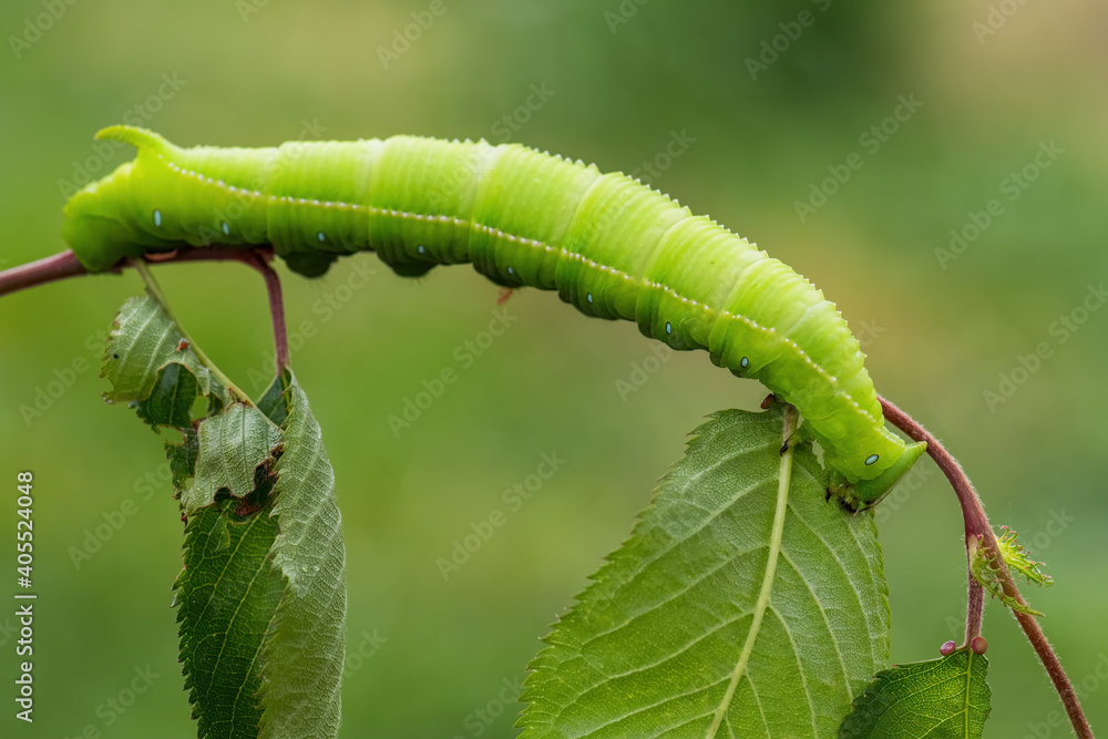 Apple Hawkmoth - Langia zenzeroides, beautiful large hawk moth from ...
