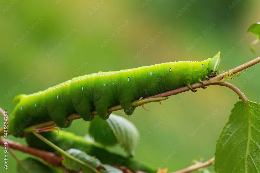 Apple Hawkmoth - Langia zenzeroides, beautiful large hawk moth from ...