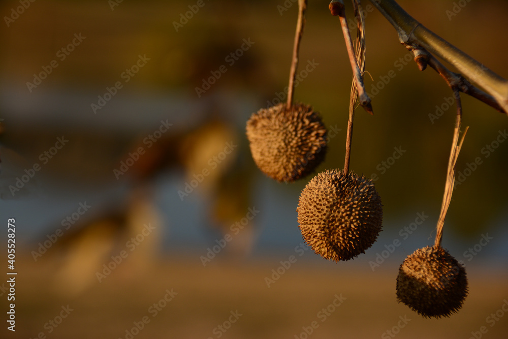 Sycamore Tree Fruit Balls