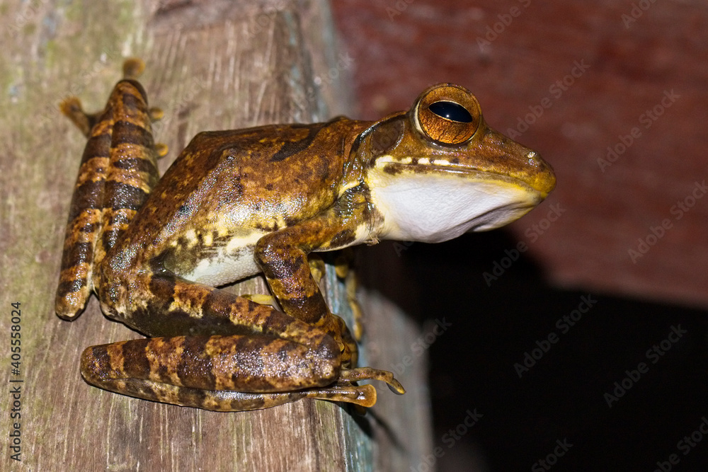 Polypedates cruciger (commonly known as the Sri Lanka Whipping Frog or ...