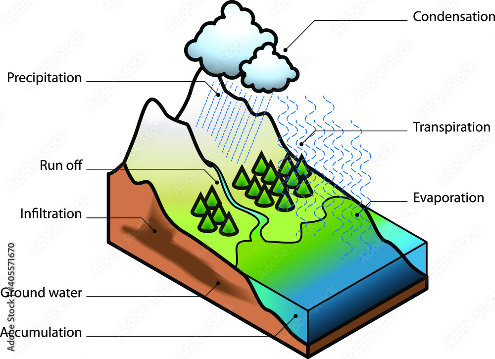 Vetor do Stock: The water cycle showing evaporation, transpiration ...