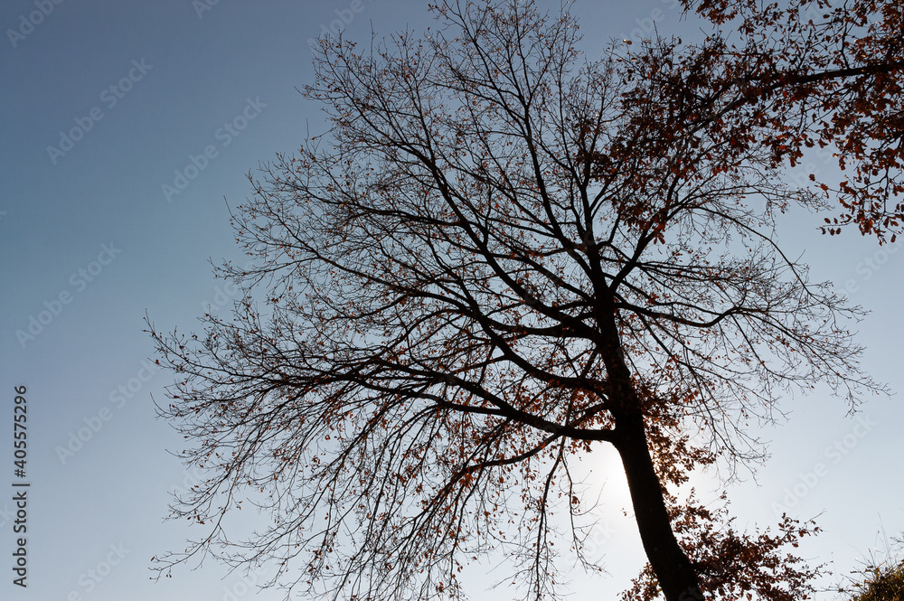 Magnificent backlight photos of trees typical of the Italian peninsula ...