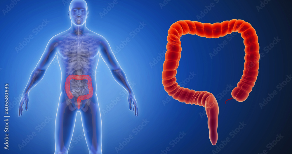 Intestines, large intestine, small intestine, intestinal tract, bowels ...