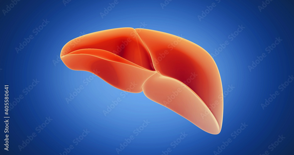 Liver x-ray style, internal organs 3D render, anatomy of the human body ...