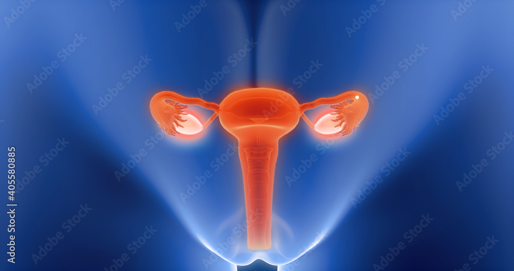 Uterus, womb, ovaries, female x-ray style, internal organs 3D render ...