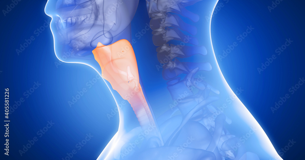 Thyroid gland, throat x-ray style, internal organs 3D render, anatomy ...