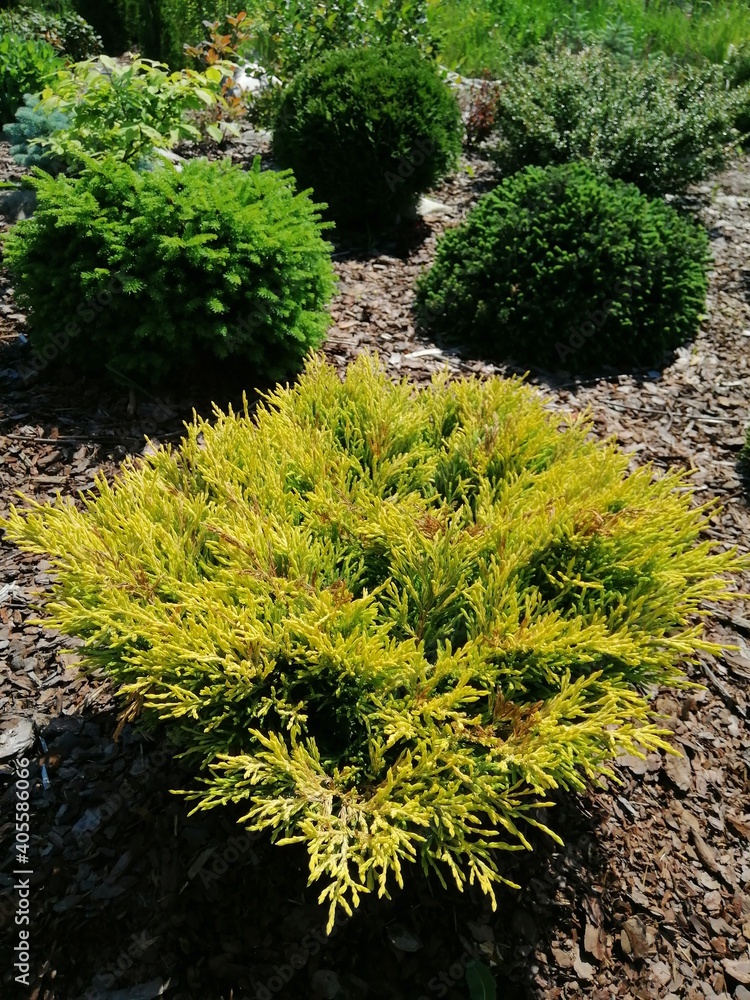 very beautiful yellow,orange and ochre Juniperus horizontalis Lime Glow ...