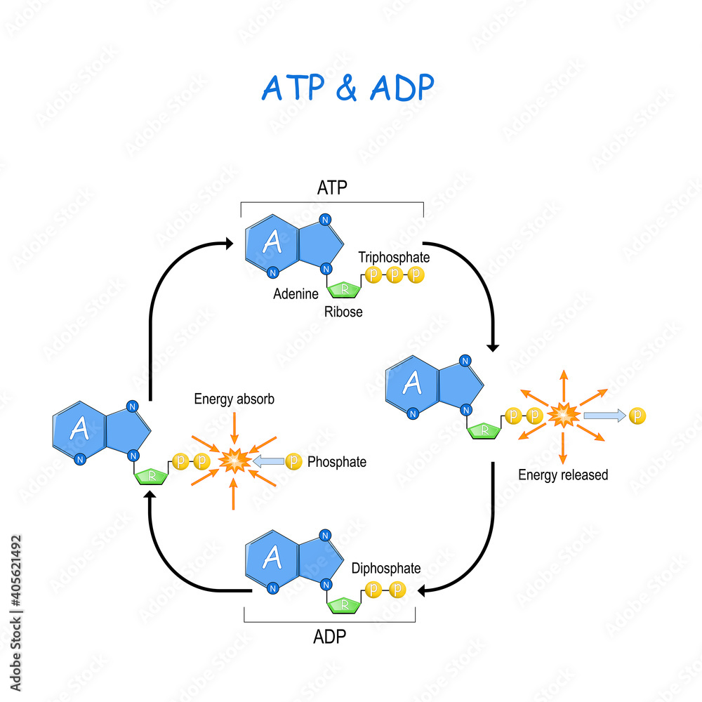 ATP ADP cycle. Stock Vector | Adobe Stock