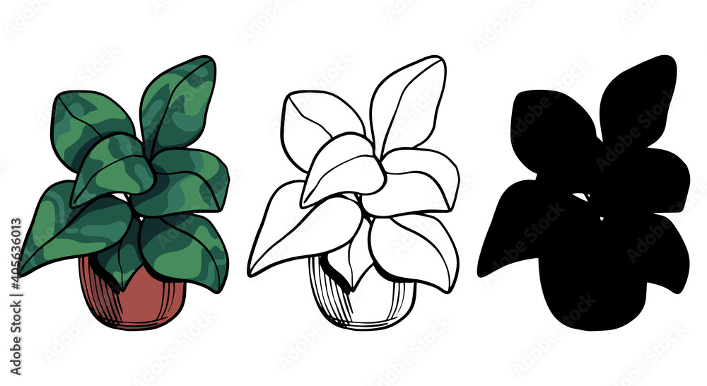 Fiddle leaf fig tree. Home plant hand drawn vector illustration set ...
