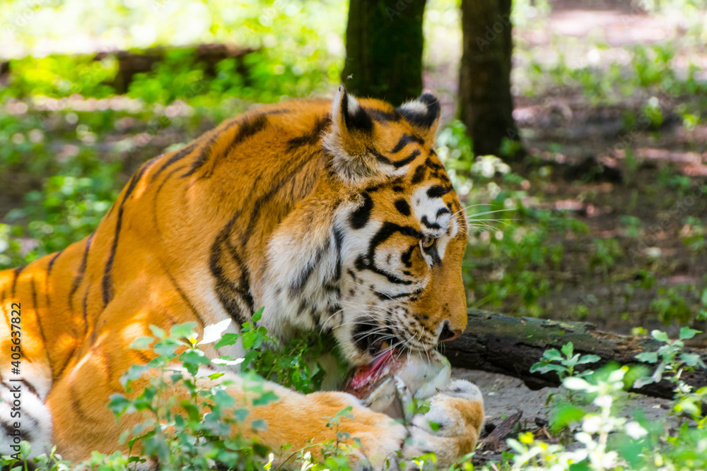 Siberian tiger is eating and playing with a special ice cream Stock ...