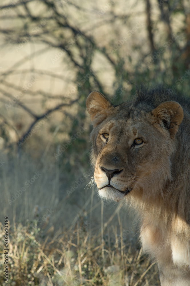 lion portrait close up of lioness or female lion face looking straight ...