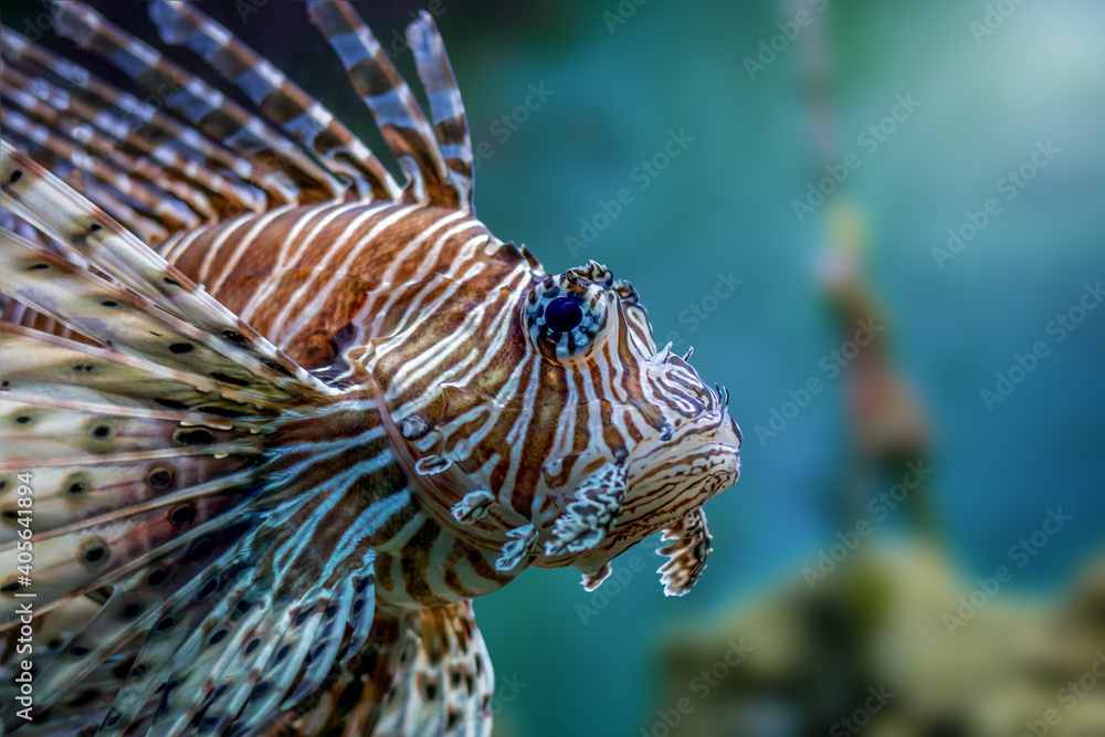 Pacific Lionfish