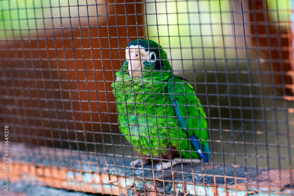 Caged Hispaniolan parrot (Amazona ventralis) in the Dominican Republic ...
