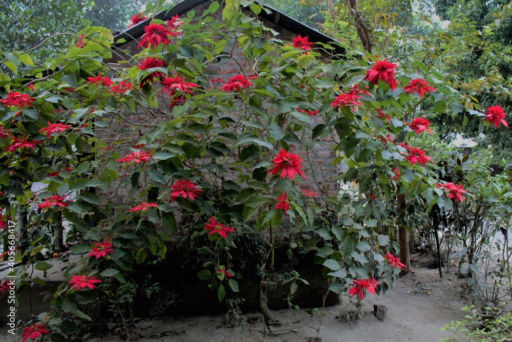 RED FLOWERS NEAR COTTAGE AT BAGULA Stock Photo | Adobe Stock