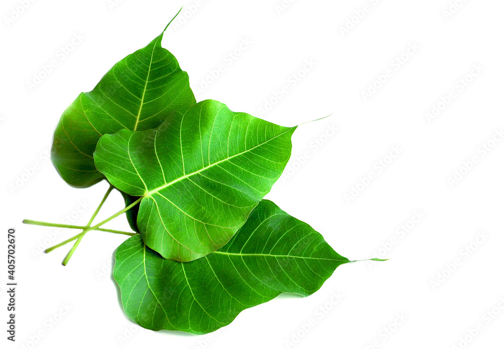 Bo leaf (Pho leaf, Bothi leaf) Bo leaves heart-shaped leaves are long ...