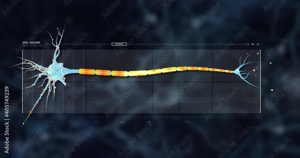 Neuron and synapses 3d animation, medical illustration. Neurogenesis ...