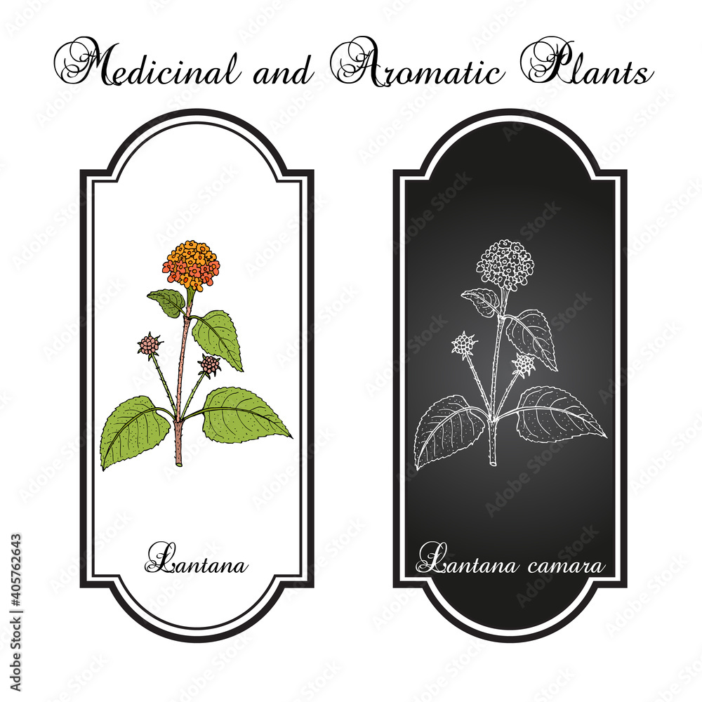 Common lantana Lantana camara , medicinal plant. Stock Vector | Adobe Stock Common lantana Lantana camara , medicinal plant. Stock Vector | Adobe Stock